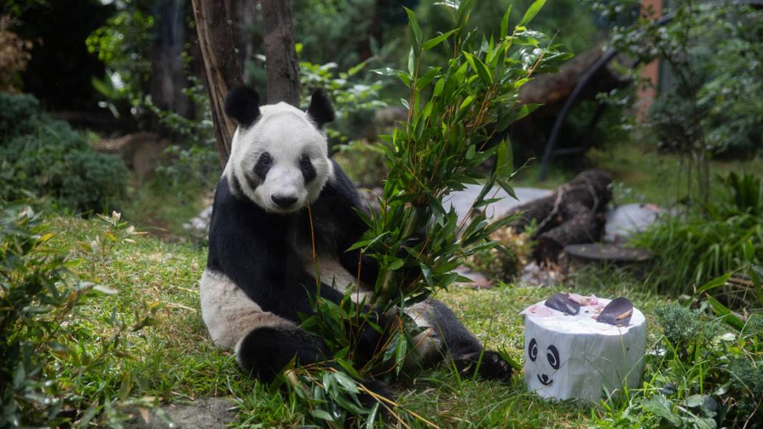 Meksika'daki son panda 34. yaş gününü kutladı - KARAR