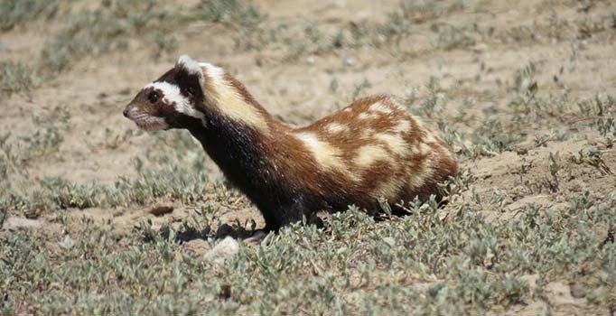 Alaca sansar ailesi böyle görüntülendi | Video