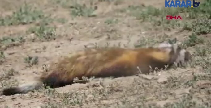 Kayseri'de, alaca sansar ailesi görüntülendi - KARAR