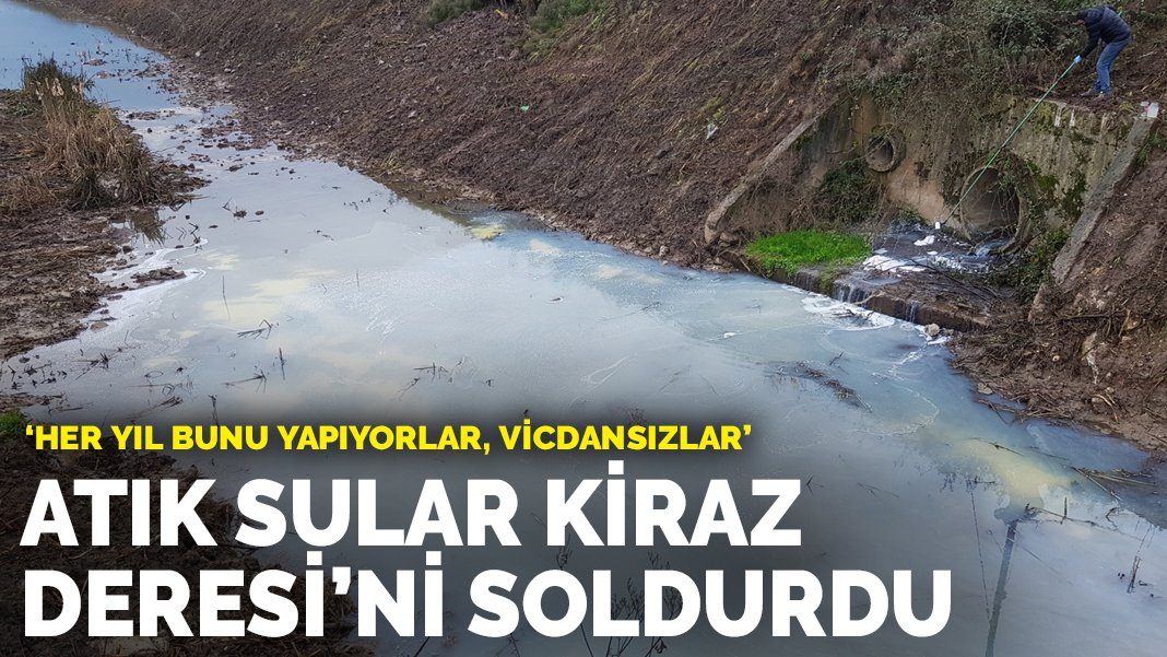 Atık sular Kiraz Deresi'ni soldurdu! 'Her yıl bunu yapıyorlar ...