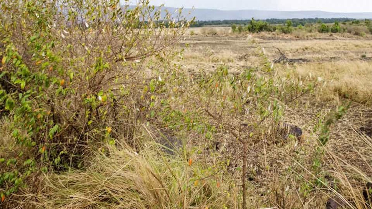 Resimdeki aslanı kimse göremiyor! Sadece yüksek beyin gücüne sahip ...