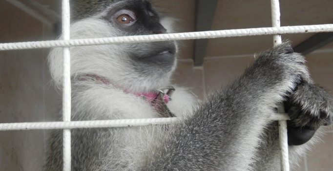 Maymun 'Charlie' yakalandı - KARAR