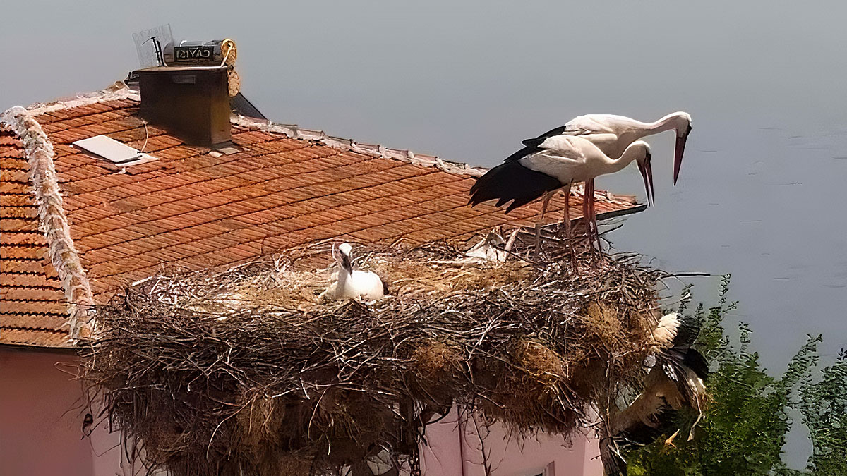 Yaren leylek ile eşi Nazlı'dan 10 gün sonra sevindiren haber! Su ve ...