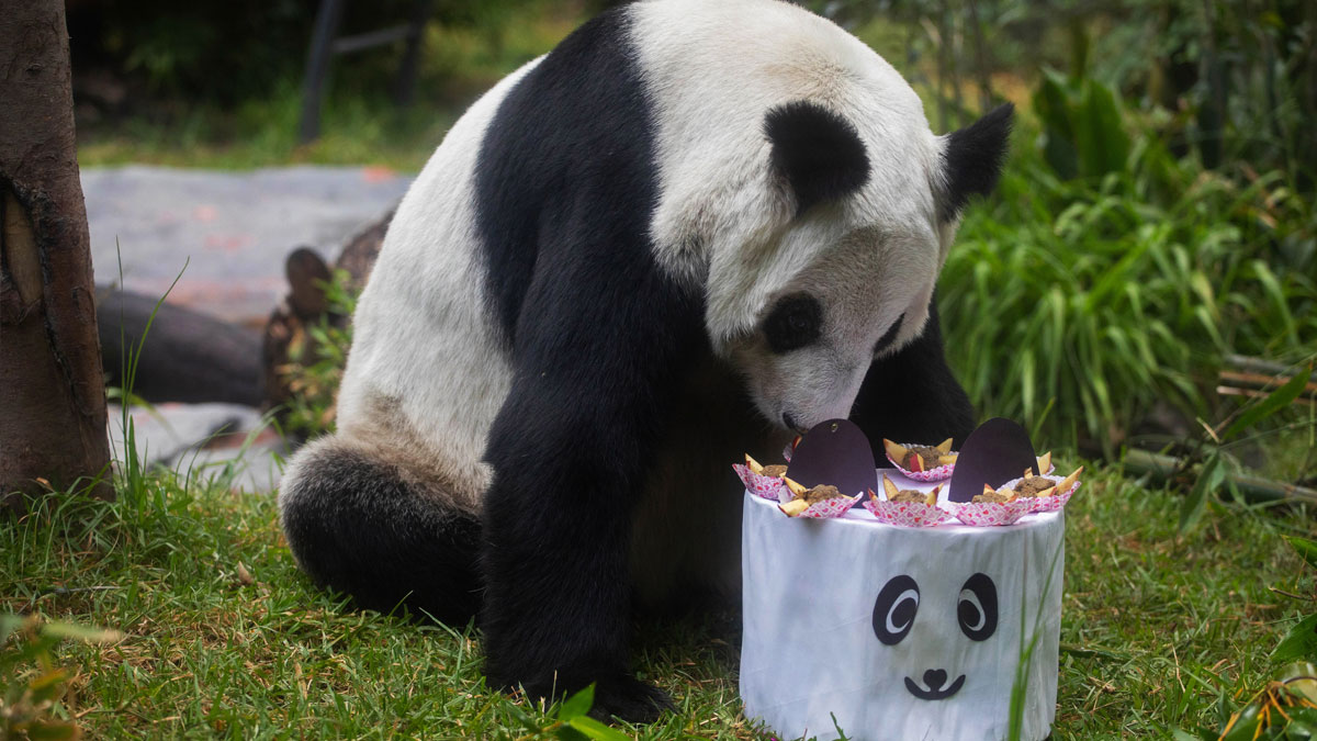 Meksika'daki son panda 34. yaş gününü kutladı - KARAR
