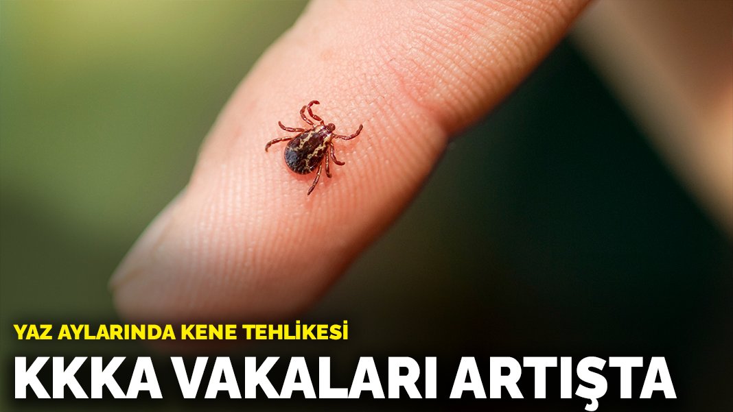 Yaz Aylarında kene tehlikesi: KKKA vakaları artışta - KARAR