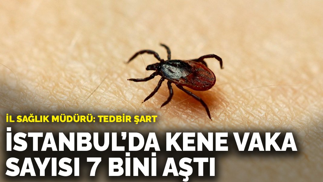 İstanbul’da kene vaka sayısı 7 bini aştı - KARAR