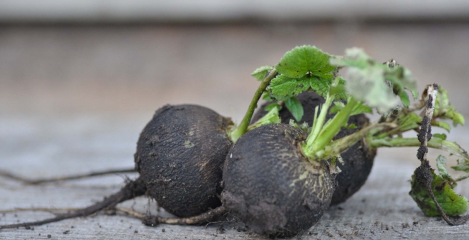 Böbrek taşına karşı 'kara turp' - KARAR