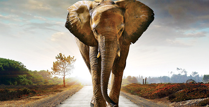 Filden kağıt yapacaklar