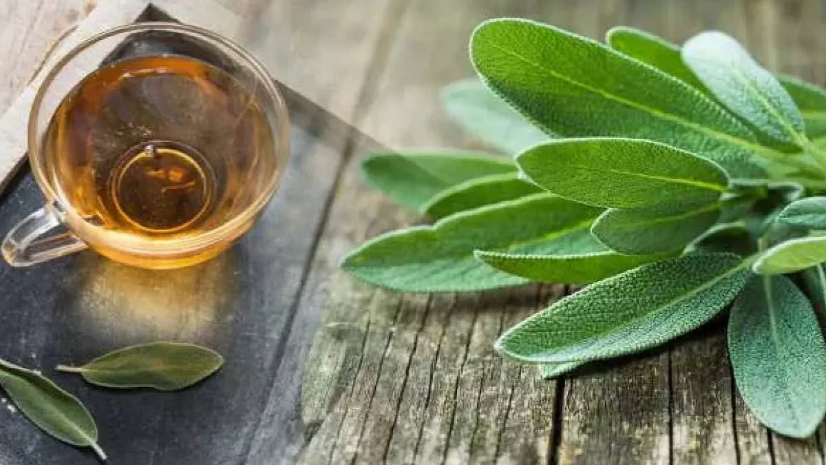 Pahalı ilaçlara servet ödemeyin! Zayıflamanın sırrı bu bitkinin ...