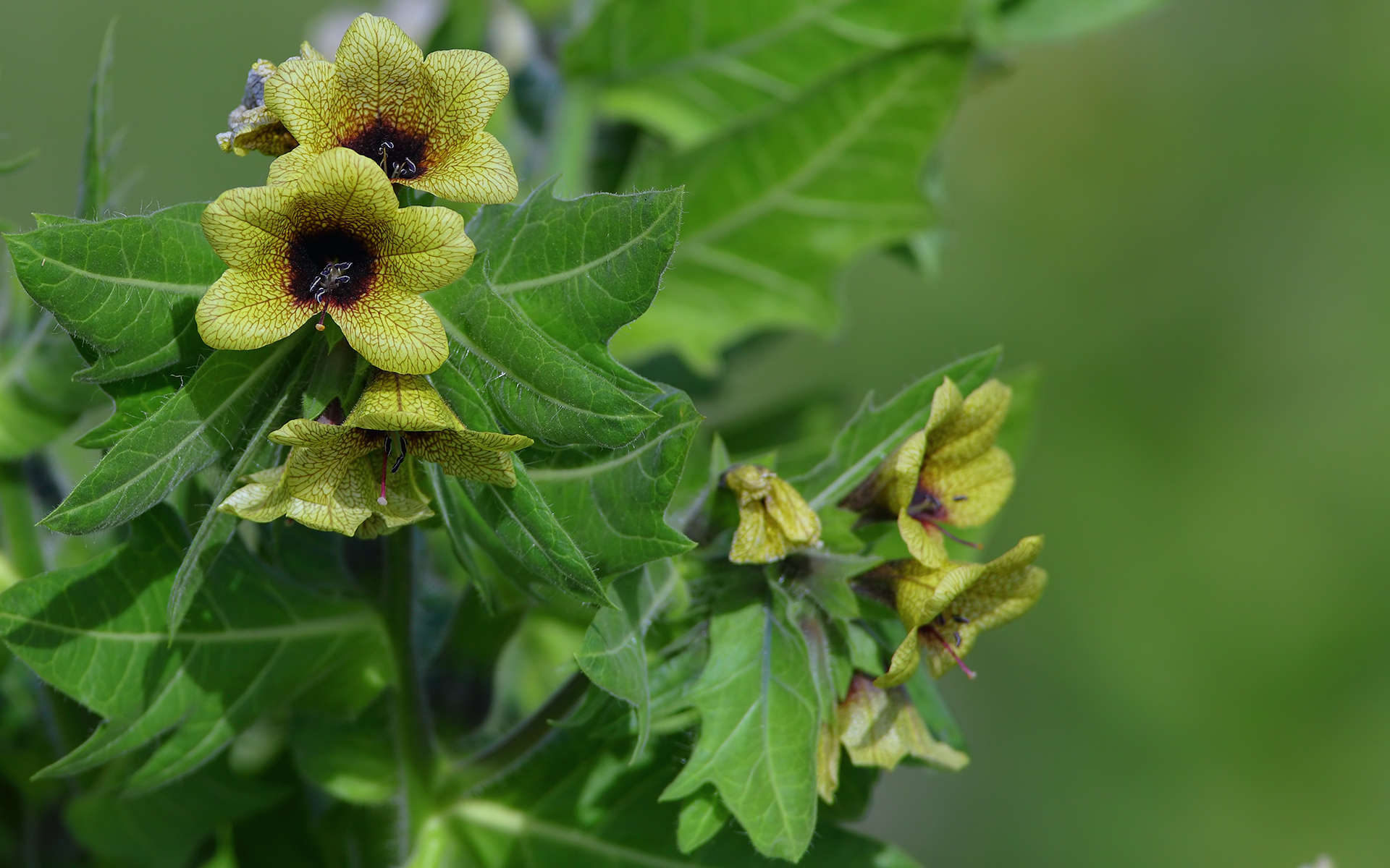 Saçlarına ak düşenler bunu yapsın! Beyazlıkları anında yok eden gizli ...