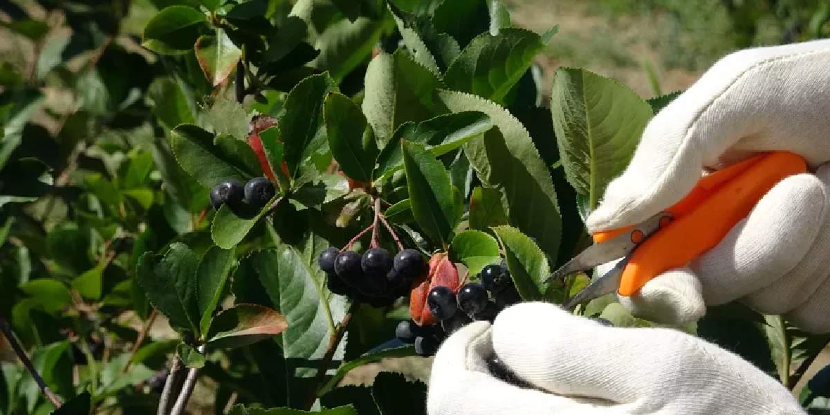 Türkiye'nin süper meyvesi! Sadece iki kişi yetiştiriyor: Her birini tek ...