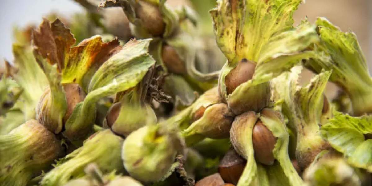 Bunu yiyenin hafızası flash bellek gibi çalışıyor! Her kahvaltıda ...