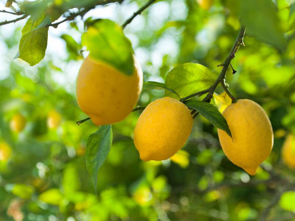 Bu yöntemle limonlarınız aylarca taş gibi kalacak! Küflü limon tarih ...