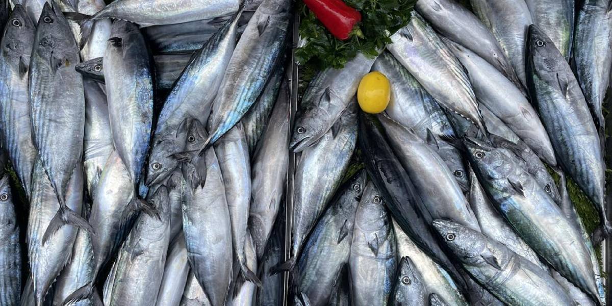 Sezon açıldı bayatları da tezgahta yerini aldı! Balık yiyeyim derken ...